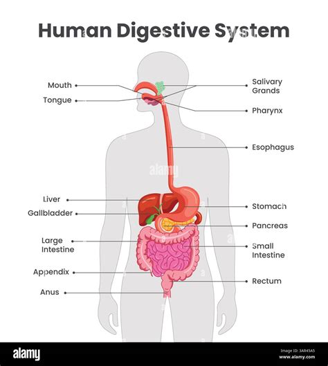 Human Digestive System Chart Clipart Digestive System Body Parts