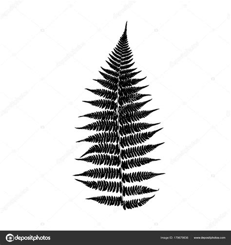 Fern Leaf Vector