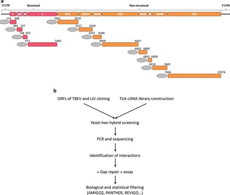 Strategy Of Tbev And Liv Protein Screening A Schematic Representation