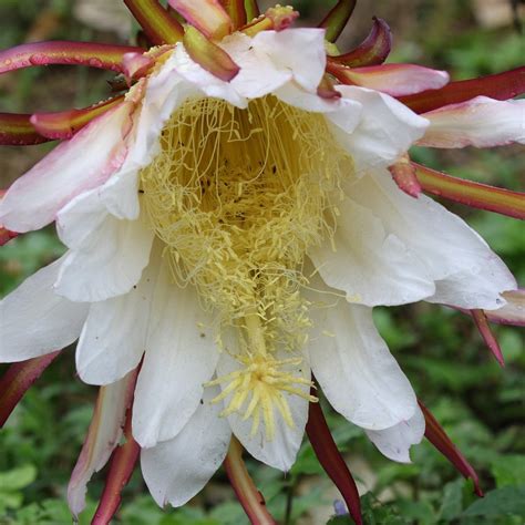 Centro Ecoturistico Flor De Pochote Campground Reviews Nicaragua Masatepe