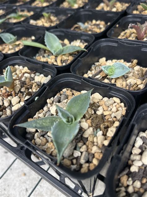 発芽報告agave Montana アガベ モンタナ発芽率よしseedstock