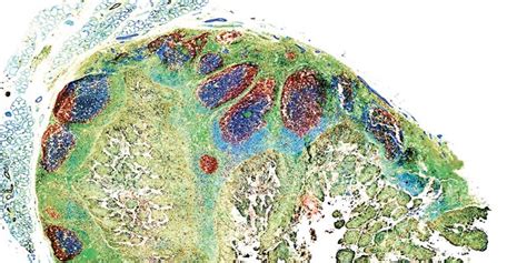 Guide To Essential Imaging Protocols