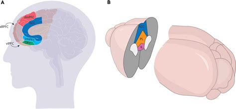 Prefrontal Cortex Function