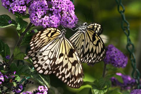 Video And Photo Gallery Butterfly World