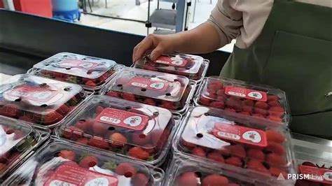 홍천에핀농부마켓 홍천딸기체험일번지 라온터딸기농장 5월 첫날의 라온터딸기농장의 딸기상태와 찰옥수수 수박 모종 재배 Youtube