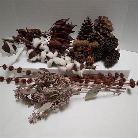 Dried Seed Pods Etsy