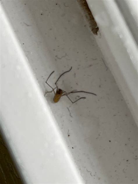 이 벌레는 뭔가요 지식in