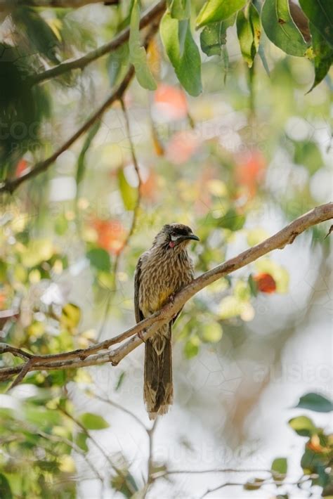 Image Of Wattle Bird Austockphoto