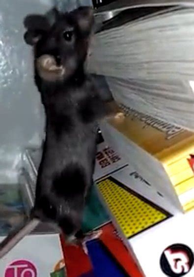 How To Tell Which Gender Your Mouse Is Rodents Amino Amino