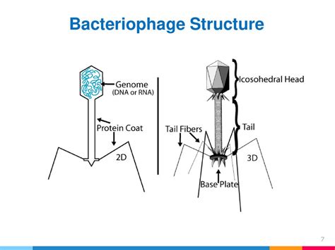 Introduction To Virology Ppt Download