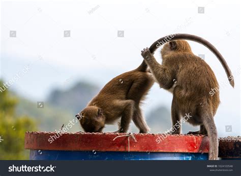 Monkeys Having Sex Images Stock Photos Vectors Shutterstock