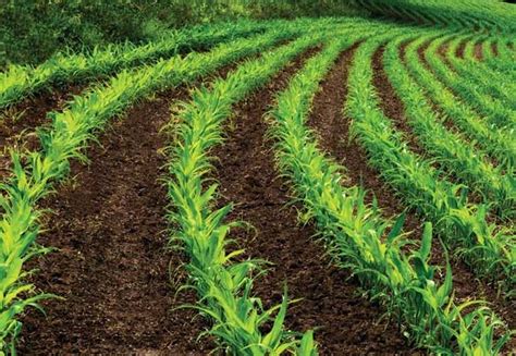 Riding The Performance Curve Biodiesel Magazine