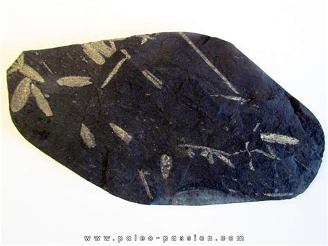 Graptolithes