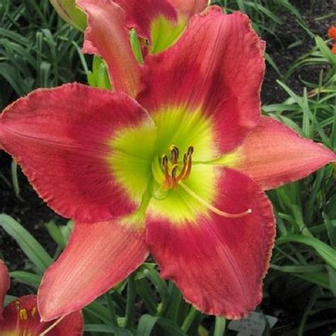 Bending Hill Farm Andy Douglas