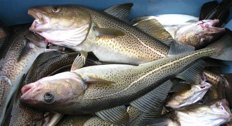 Report Estimates 20 Years To Rebuild Cod Stock In Canada France Zone