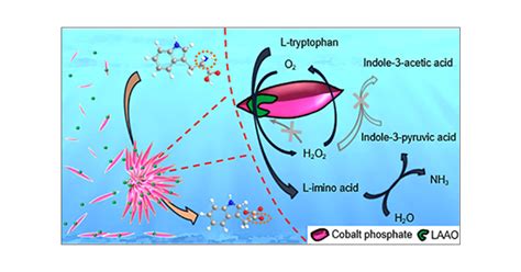 Cobalt Phosphate Nanocrystals A Catalase Like Nanozyme And In Situ