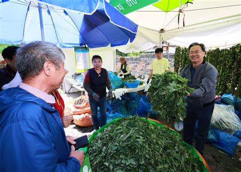 영양산나물축제 12만명 찾았다…경제효과 60억원 파이낸셜뉴스