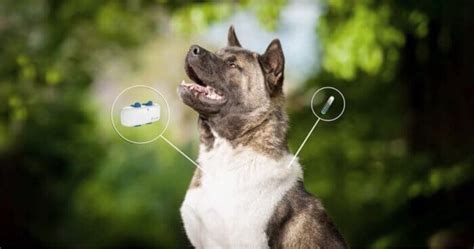 Microchip Vs Gps Which Is Better For Finding A Lost Pet Safewise