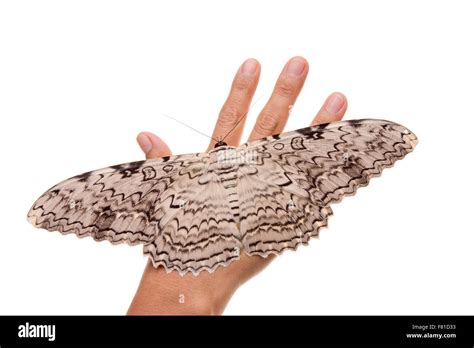 The White Witch Thysania Agrippina Iquitos Peru Moth With The