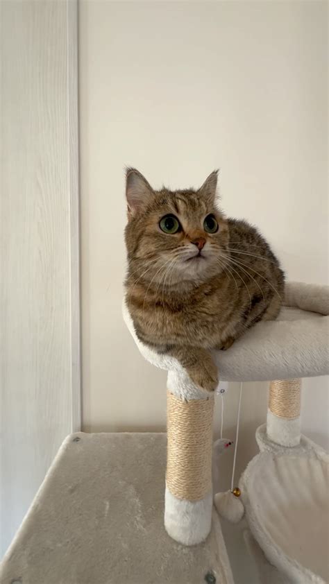 パパの口笛と一緒に歌うふうちゃん😽🎵🎙️ ふうちゃんはパパの口笛が大好き😽💕 口笛を吹くとふうちゃんはやってきます🐈💨 そして今日は一緒に歌っ