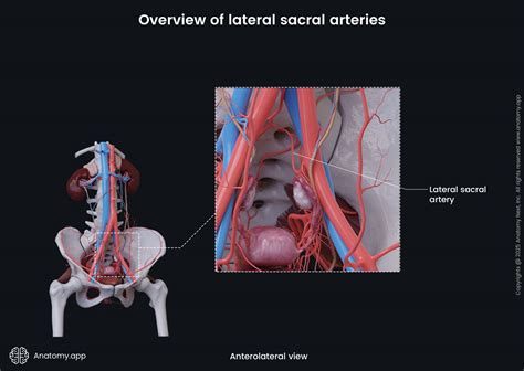Lateral Sacral Arteries Anatomyapp