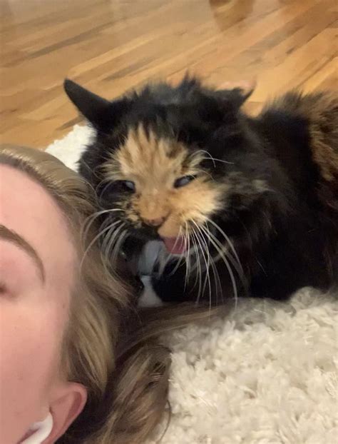 Why This Catsoftwitter Cute R Butterjack