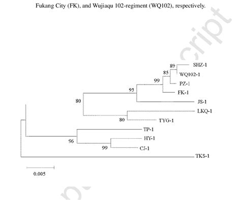 Neighbour Joining Tree Download Scientific Diagram