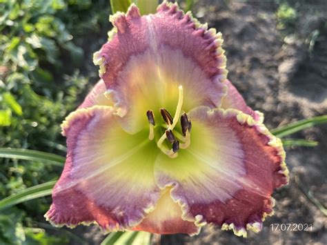 Risunok Devochki Translate Girls Drawing Alex Flowers