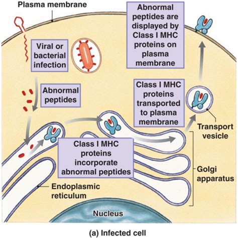 Immune System And Response Natural Defence Cell Mediated