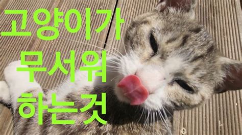 고양이가 무서워 하는 상황 5가지 전격공개 Youtube