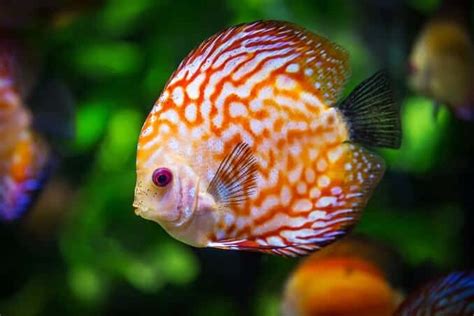 13 Poissons Colorés Les Plus Populaires Pisciculturemonde