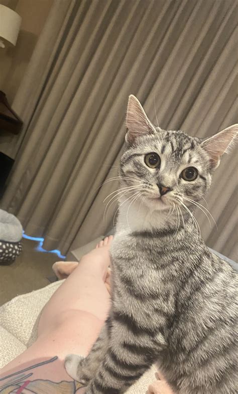 Our New Kitten Bean Was Not Happy With The Sound Of Cooking Sausages Scrolller