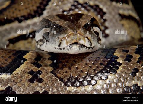 Burmese Python Photographed In A Studio Stock Photo Alamy