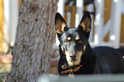 A Complete Guide To The Australian Kelpie History Characteristics