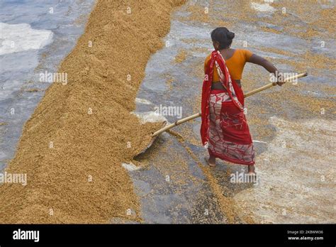 Daily Women Labor Dries Rice At A Rice Mill Ground In Savar Near Dhaka Bangladesh On August