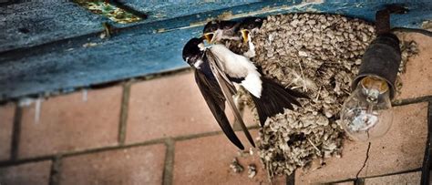 why you should hire professionals for bird control nesting
