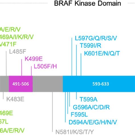 Position Of The Selected Braf Classes Ii And Iii Mutations In A