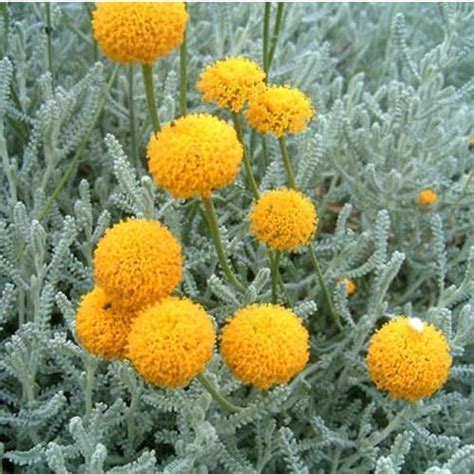 Santolina Chamaecyparissus Gray Santolina Spg Seeds
