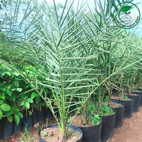 Cây Chà Là Vườn Uơm Thanh Bình