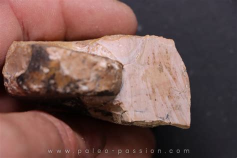 Arcestes Tornatus Triassic Hallstatt Limestone Bad Goisern Austria