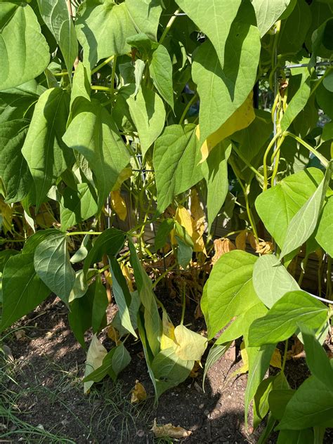 Bean Problems Rvegetablegardening