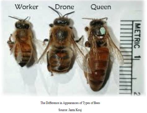 Queen Bee Size Comparison Queen Breeders Feature