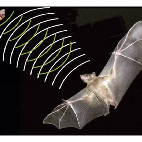 Navigation And Prey Identification By A Bat Through Echolocation Download Scientific Diagram