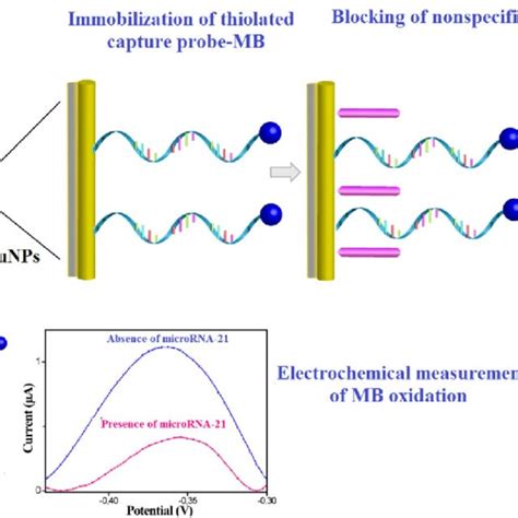 Schematic Illustration Of The Electrochemical Microrna 21 Nanohybrid Download Scientific