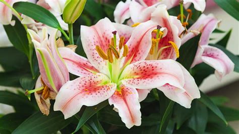 How To Plant And Grow Daylilies