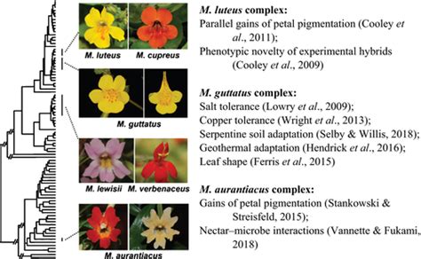 Monkeyflowers Mimulus New Model For Plant Developmental Genetics And