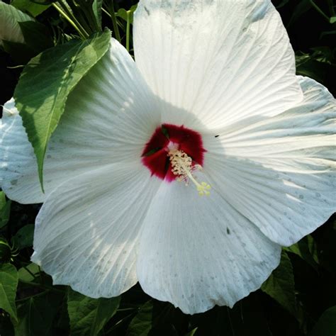Ohio Hibiscus Hibiscus Garden Plants