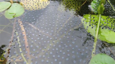Julie Zickefoose On Blogspot The Tadpole Project Tree Frog Eggs