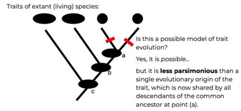 Evolution Midterm Iii Flashcards Quizlet