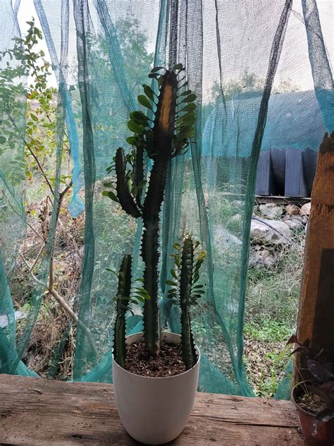 Euphorbia Trigona Plants Seeds And Bulbs Beirut Lebanon Facebook Marketplace Facebook